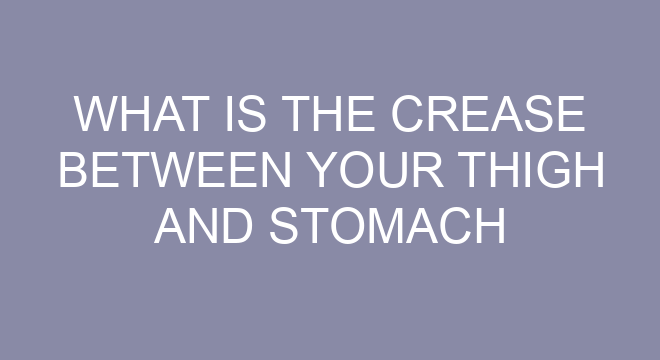 What Is The Crease Between Your Thigh And Stomach Called?
